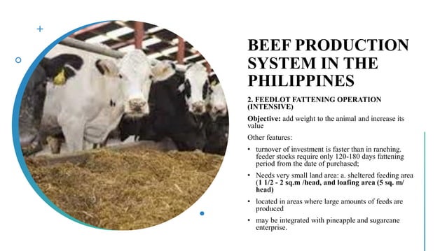BEEF CATTLE PRODUCTION | PDF | Reproductive Health | Diseases and ...