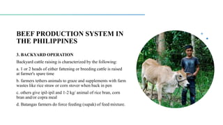 BEEF CATTLE PRODUCTION | PDF