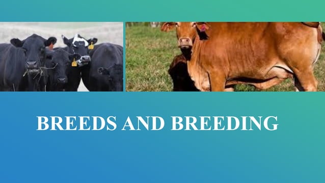 BEEF CATTLE PRODUCTION | PDF | Reproductive Health | Diseases and ...