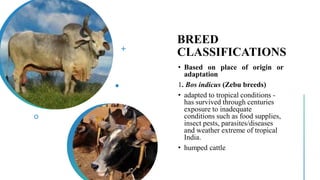 BEEF CATTLE PRODUCTION | PDF