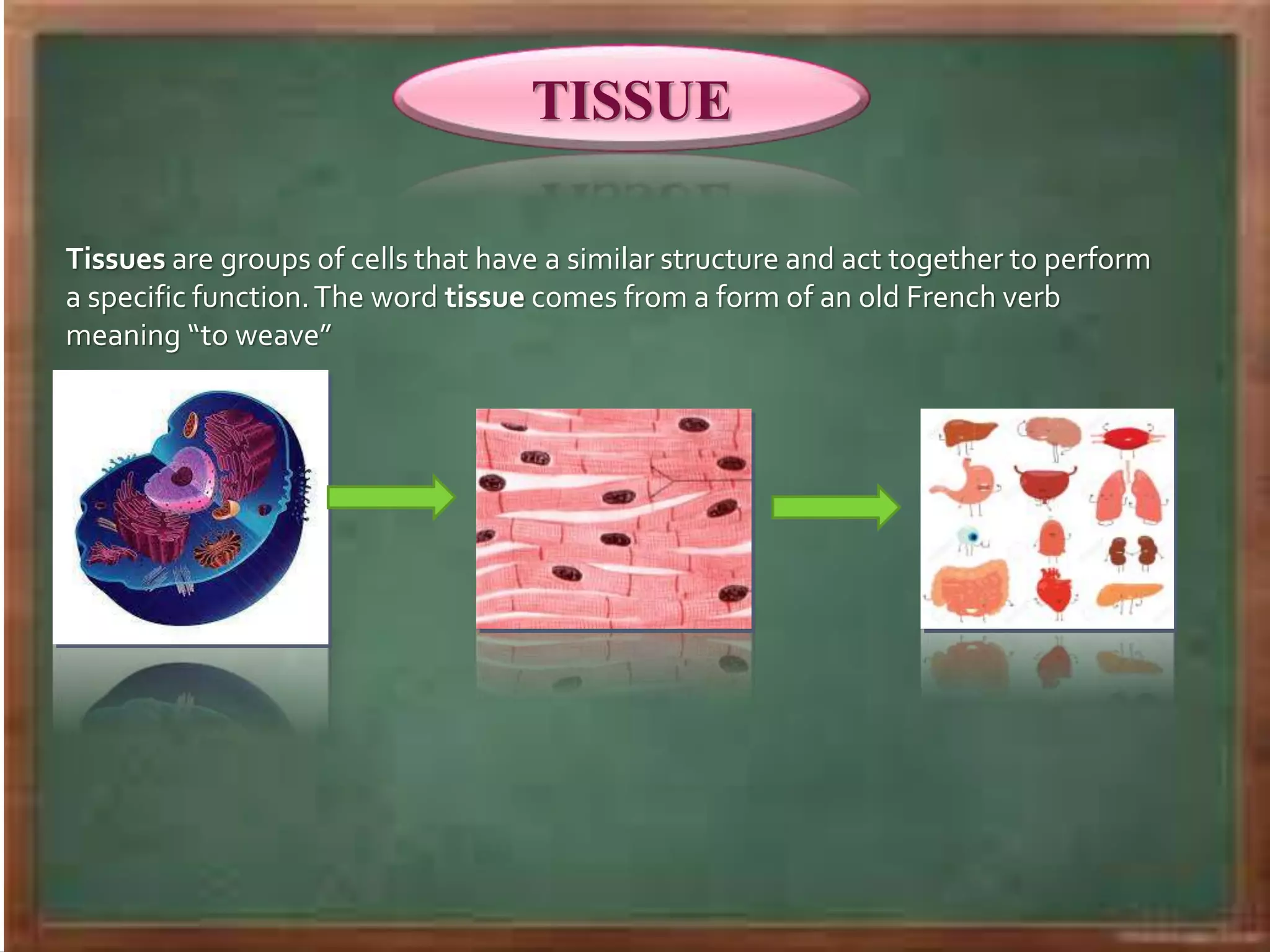 The Tissues | PPT