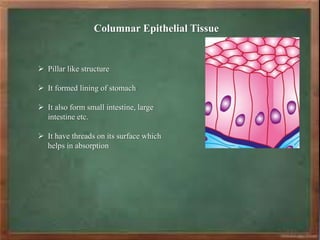The Tissues | PPT