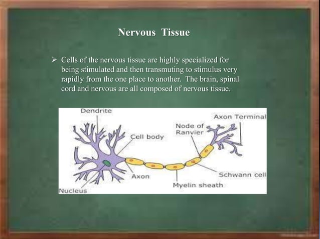 The Tissues | PPT