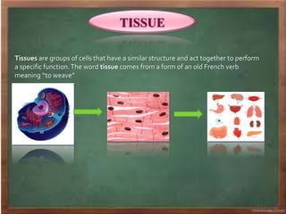 The Tissues | PPT