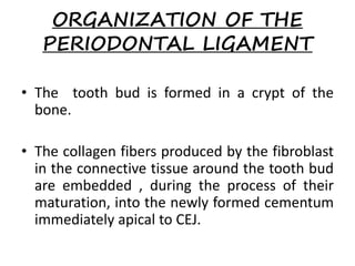 3.periodontal ligament Dr.Manisha | PPTX