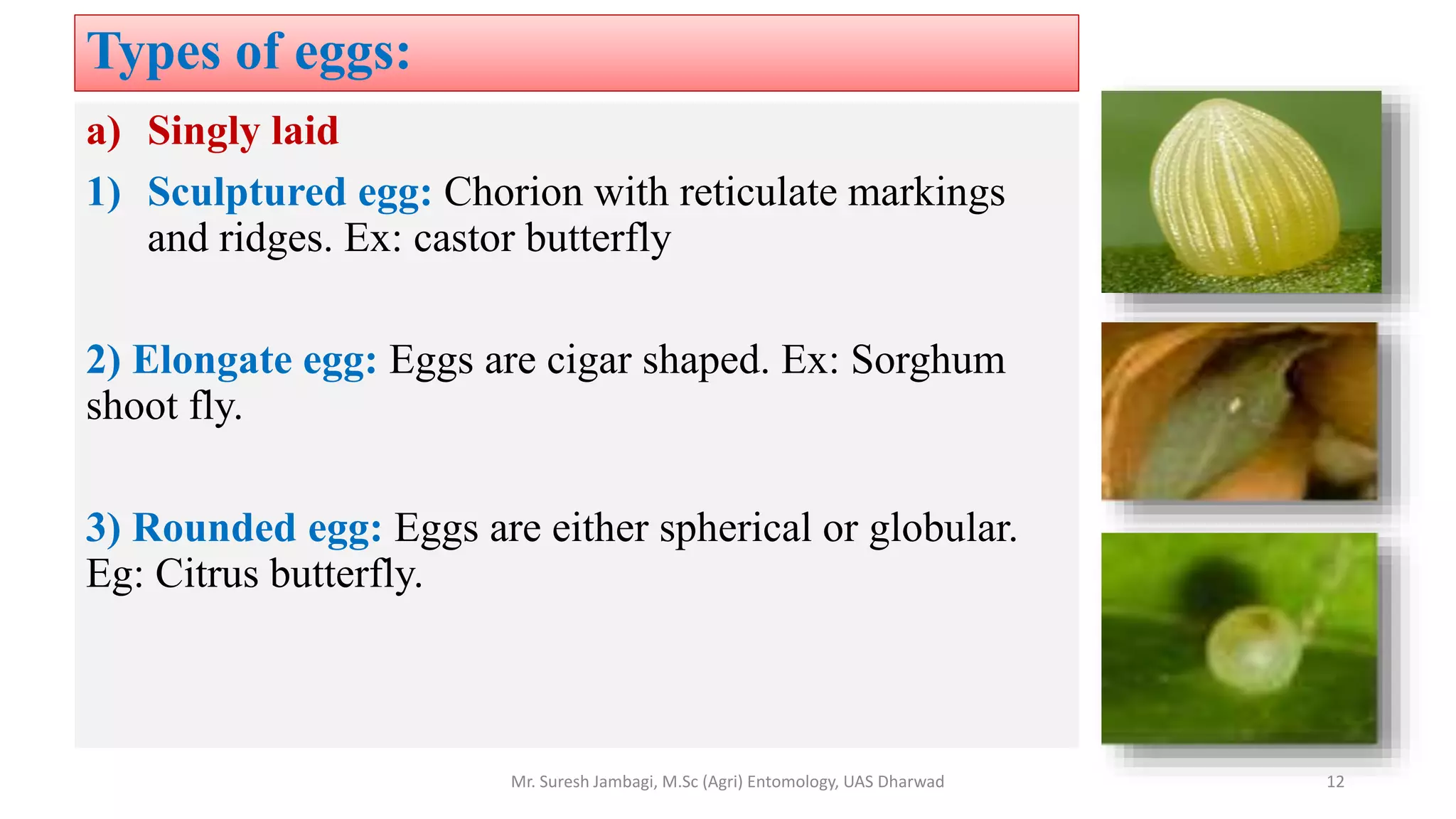Metamorphosis, Diapause and its types; immature stages of insects | PPTX