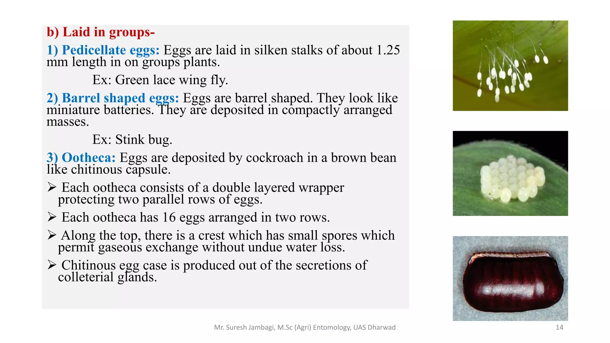 Metamorphosis, Diapause and its types; immature stages of insects | PPTX