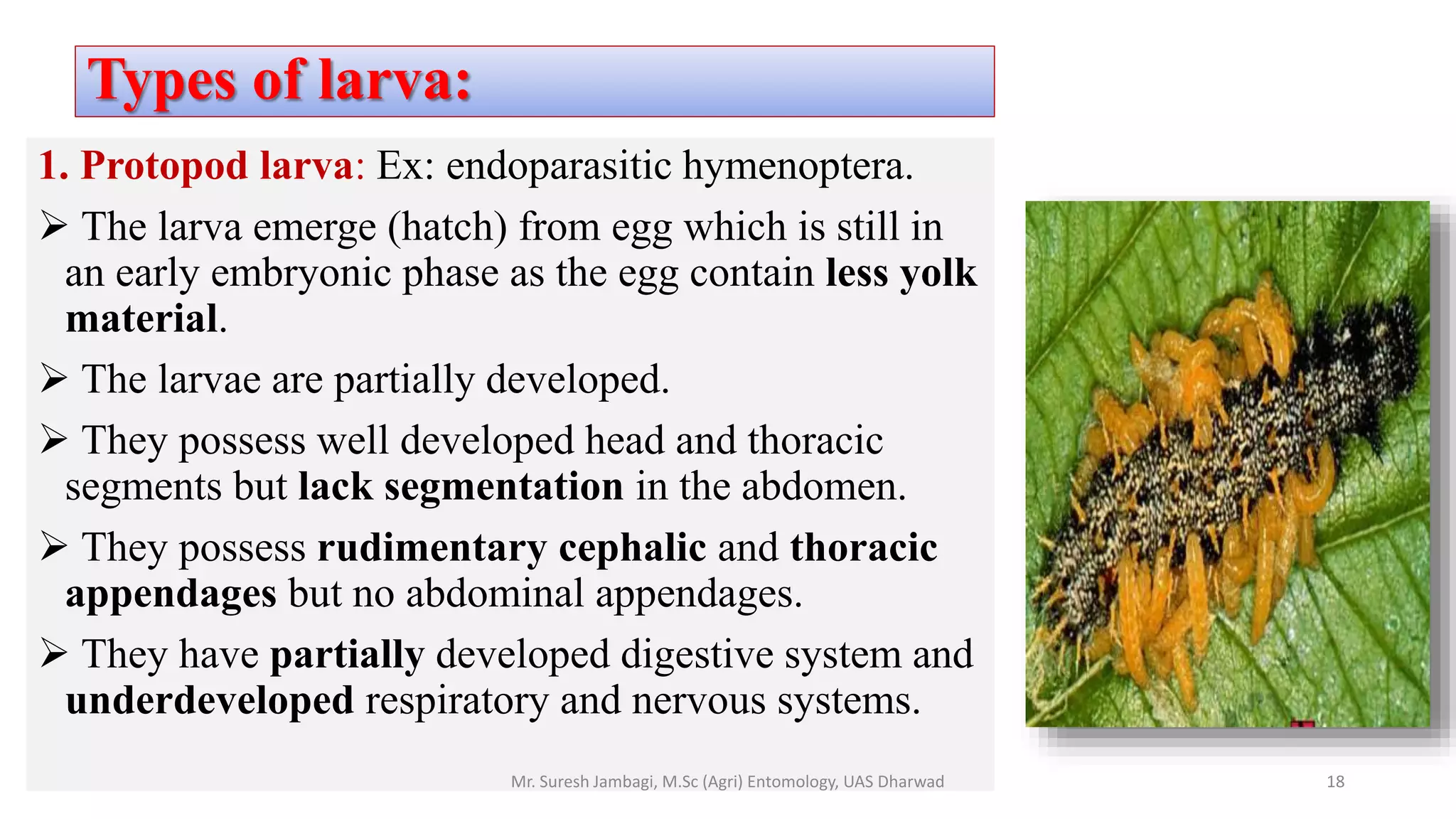 Metamorphosis, Diapause and its types; immature stages of insects | PPTX