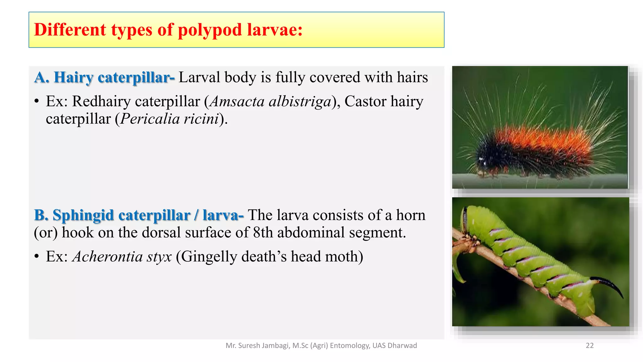 Metamorphosis, Diapause and its types; immature stages of insects | PPTX