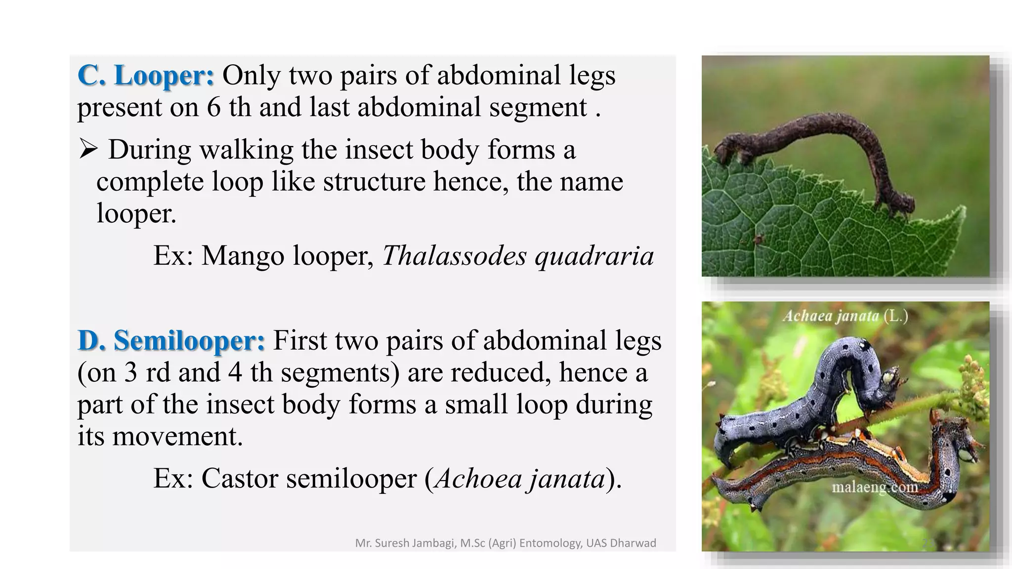 Metamorphosis, Diapause and its types; immature stages of insects | PPTX