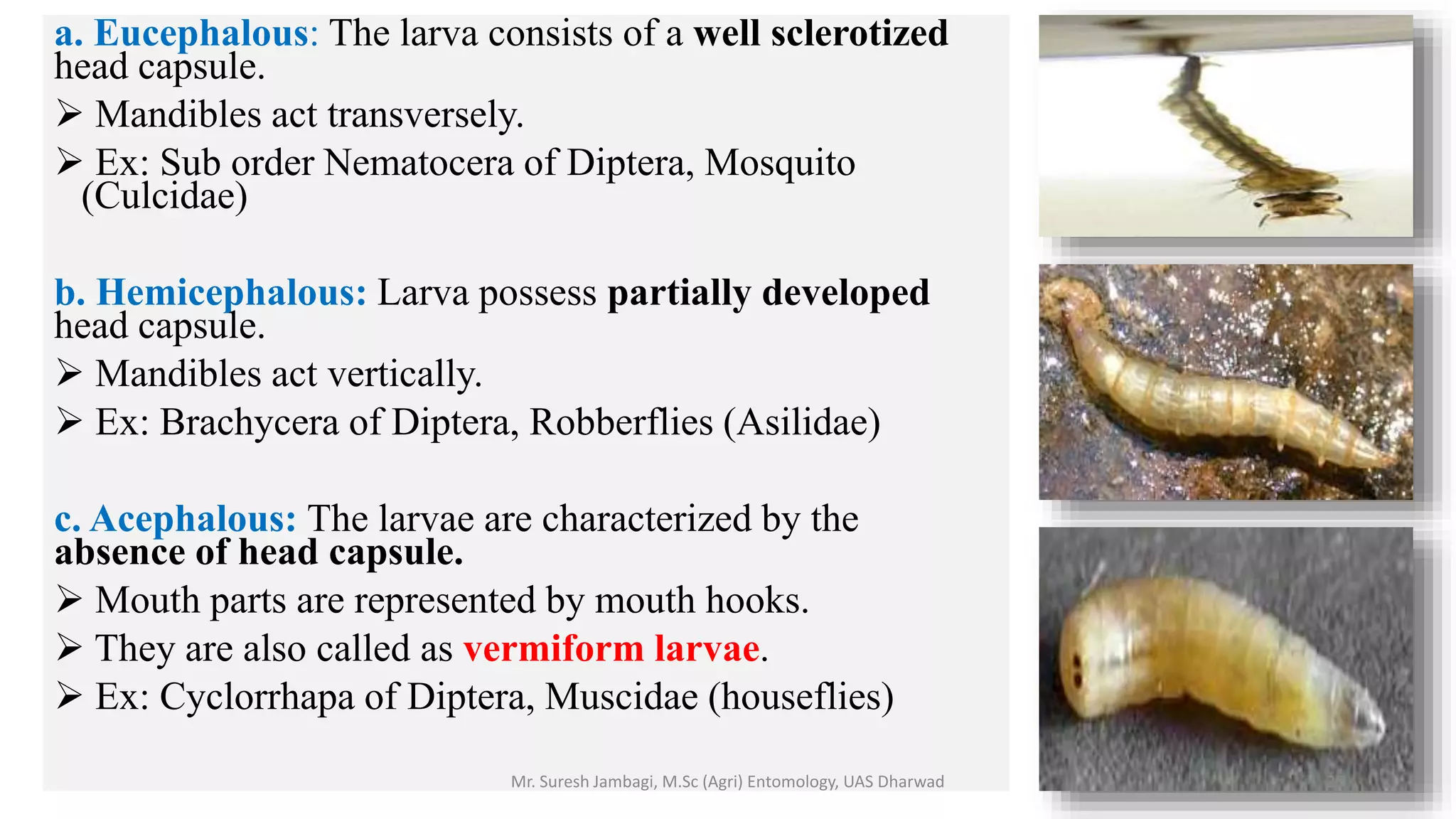 Metamorphosis, Diapause and its types; immature stages of insects | PPTX