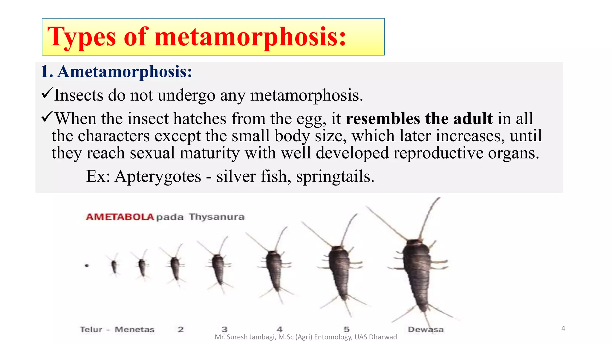 Metamorphosis, Diapause and its types; immature stages of insects | PPTX