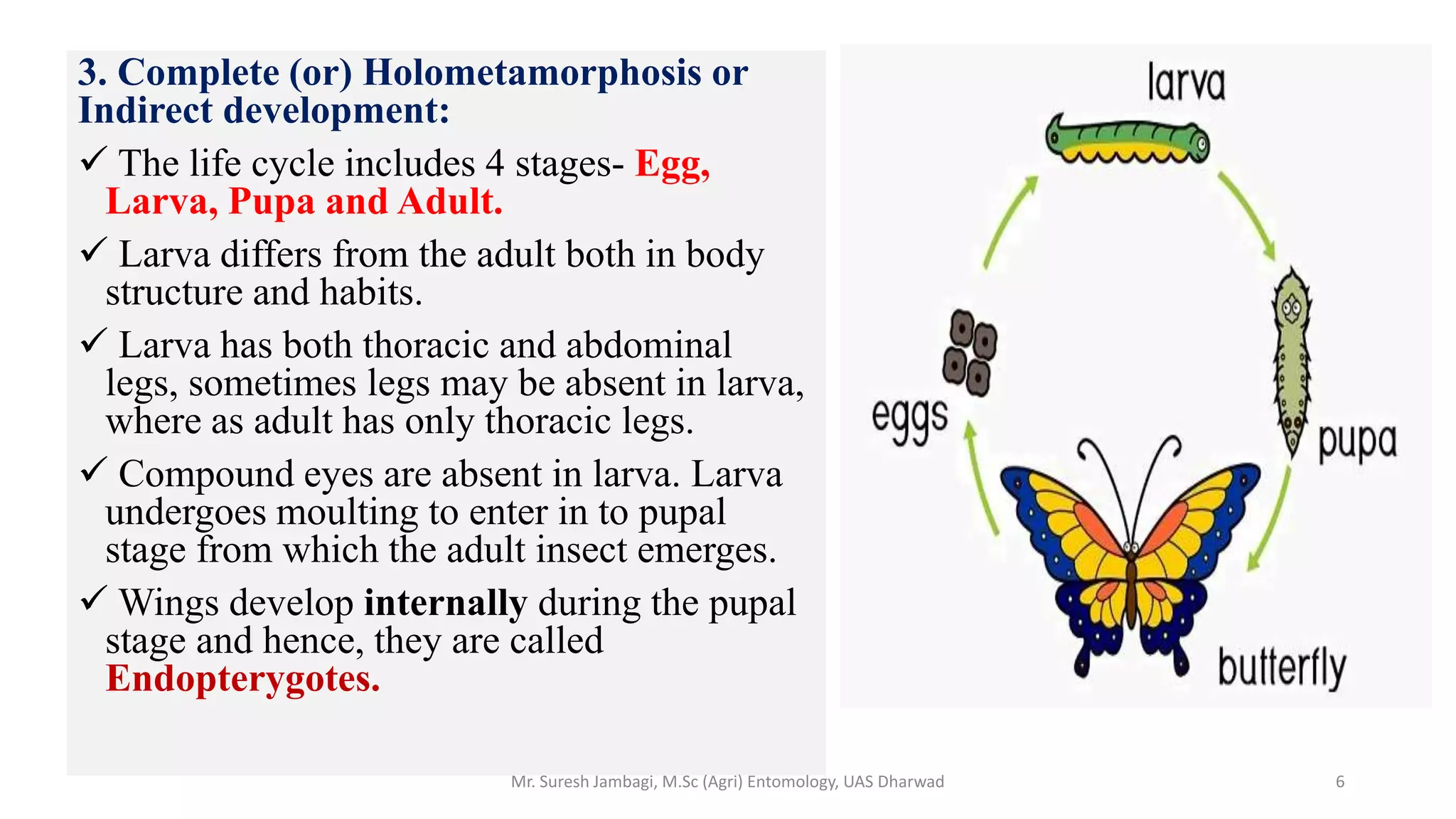 Metamorphosis, Diapause and its types; immature stages of insects | PPTX