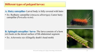 Metamorphosis, Diapause and its types; immature stages of insects | PPTX