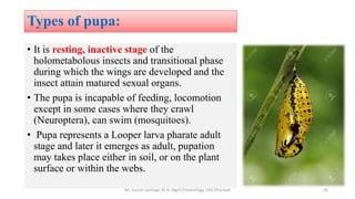 Metamorphosis, Diapause and its types; immature stages of insects | PPTX