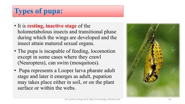 Metamorphosis, Diapause and its types; immature stages of insects | PPTX