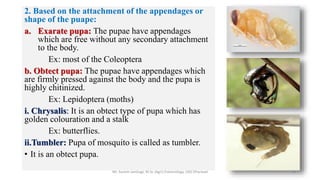 Metamorphosis, Diapause and its types; immature stages of insects | PPTX