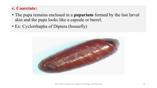 Metamorphosis, Diapause and its types; immature stages of insects | PPTX