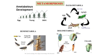 Metamorphosis, Diapause and its types; immature stages of insects | PPTX