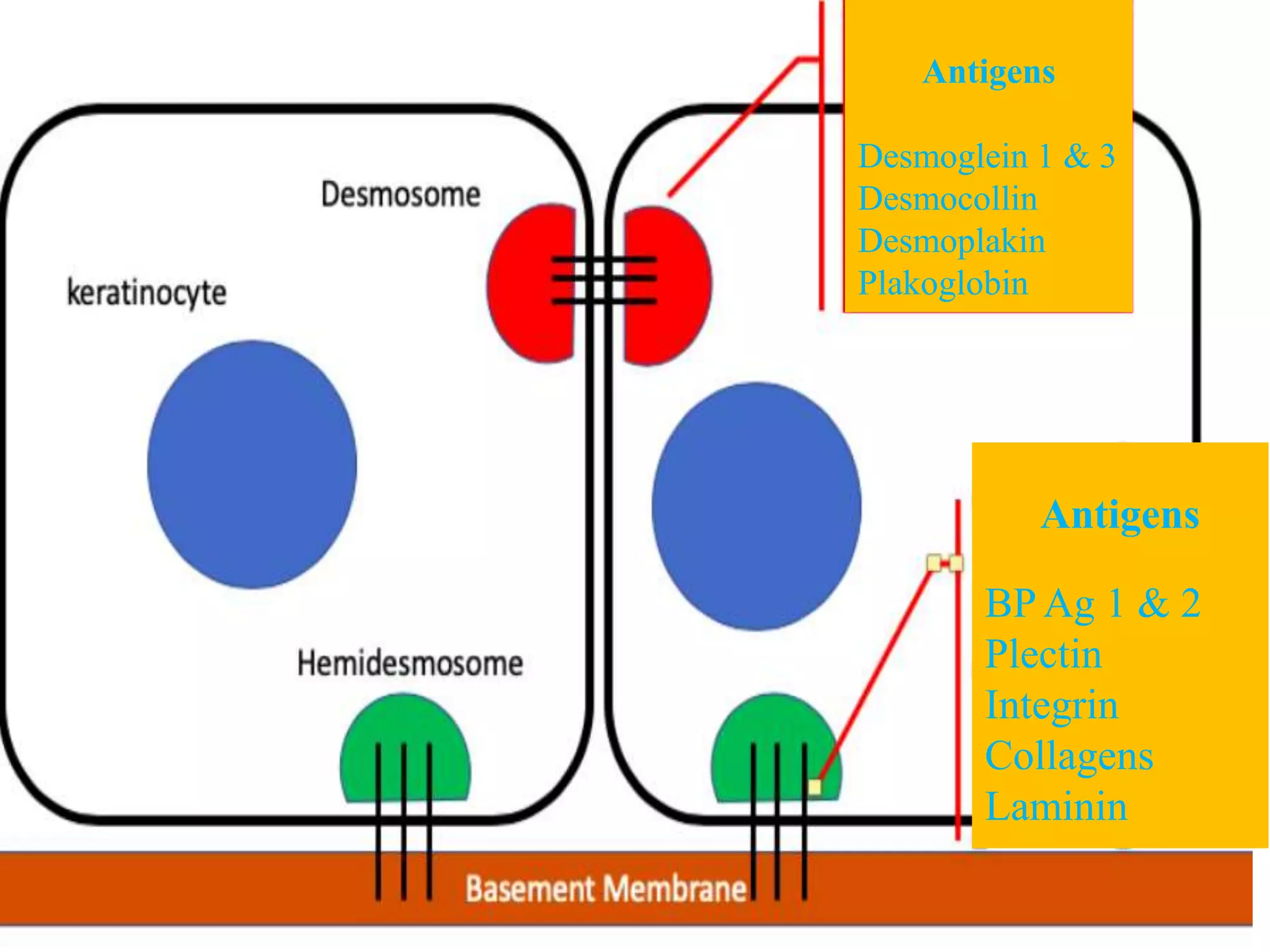 Desmosome & Desmoglein | PPTX