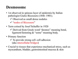 Desmosome & Desmoglein | PPTX