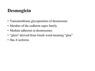 Desmosome & Desmoglein | PPTX