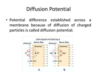 3. diffusion potential and nernest potential | PPTX