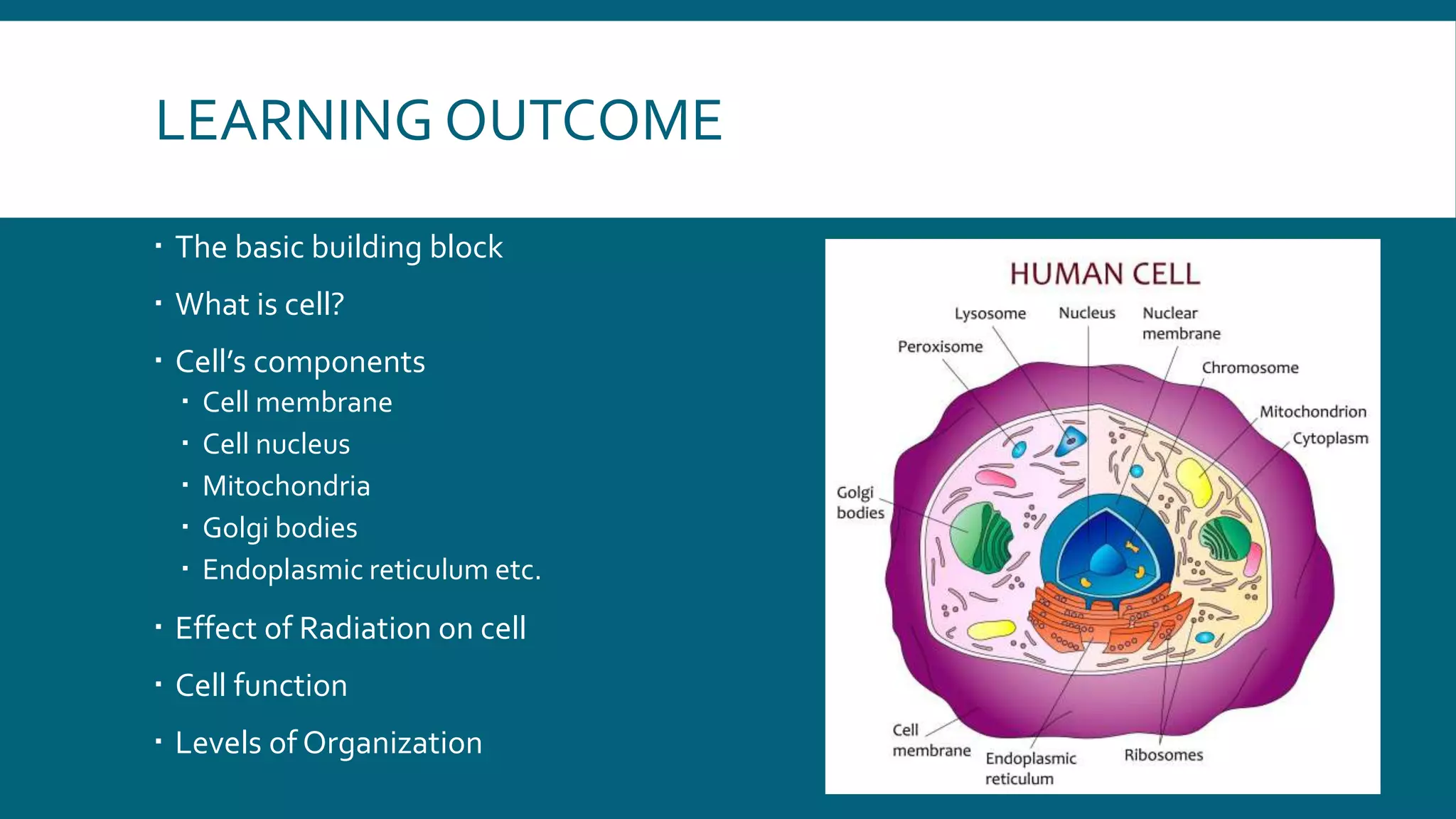 Radiobiology-Human Cell | PPT