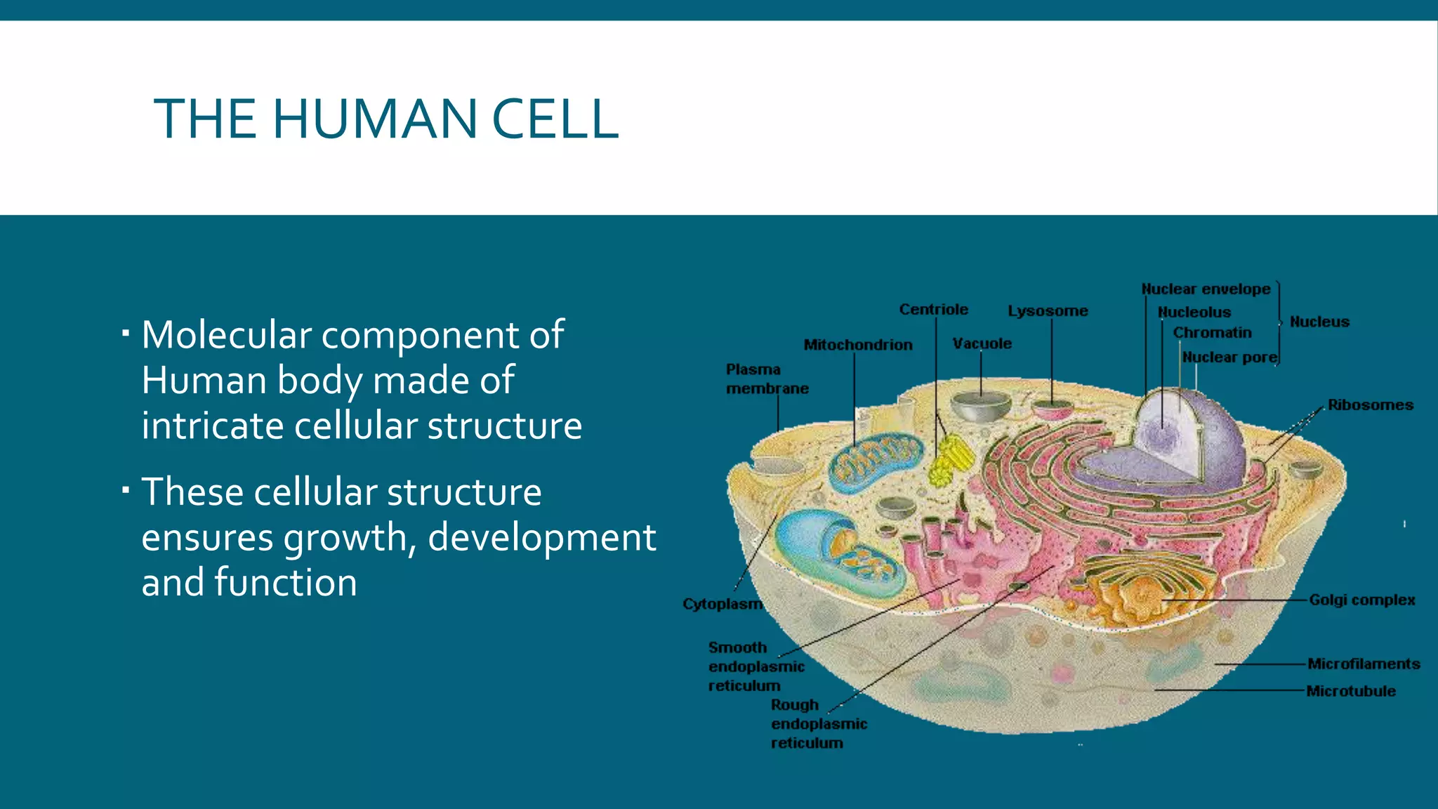 Radiobiology-Human Cell | PPT