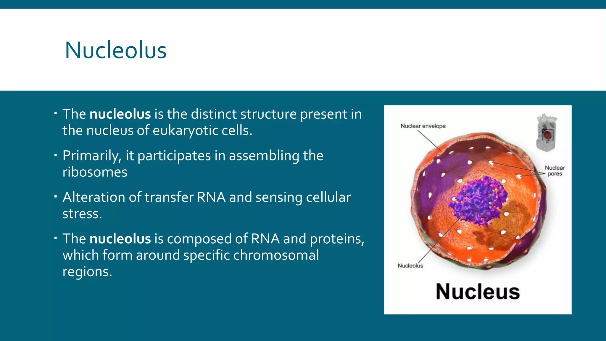 Radiobiology-Human Cell | PPT