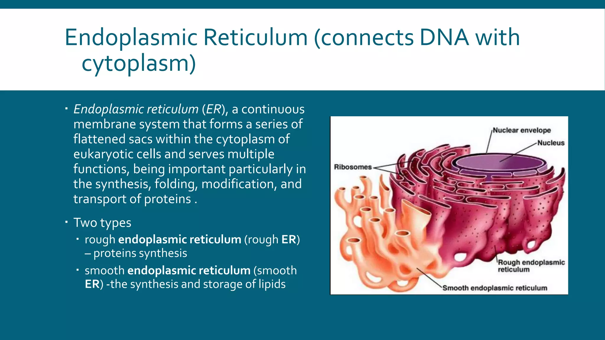Radiobiology-Human Cell | PPT
