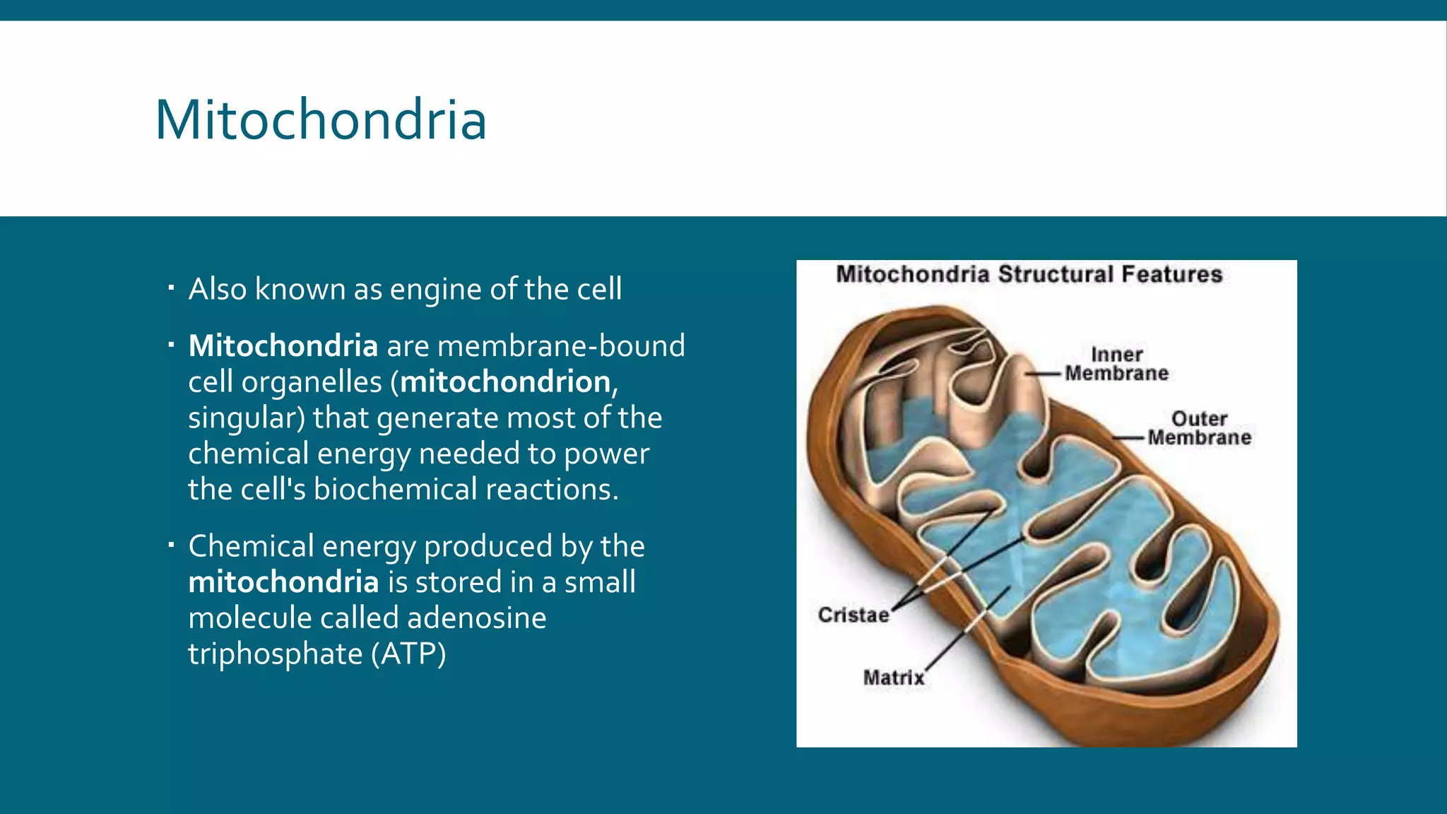 Radiobiology-Human Cell | PPT