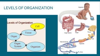 Radiobiology-Human Cell | PPT