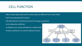 Radiobiology-Human Cell | PPT
