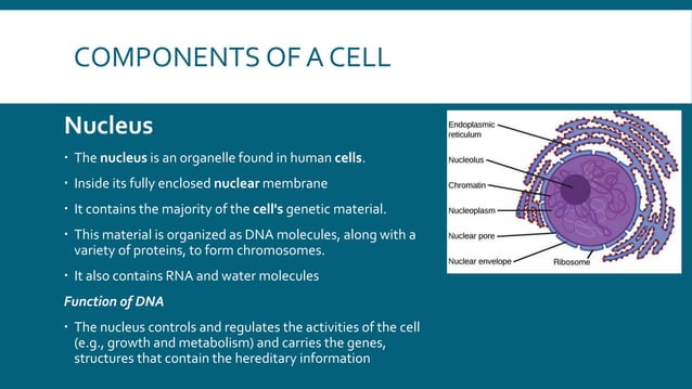 Radiobiology-Human Cell | PPT | Biological Sciences | Science
