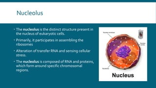 Radiobiology-Human Cell | PPT