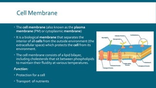 Radiobiology-Human Cell | PPT
