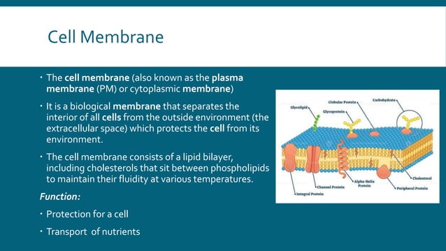 Radiobiology-Human Cell | PPT | Biological Sciences | Science