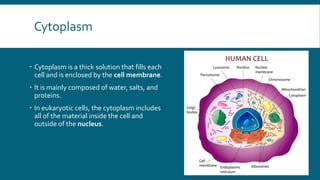 Radiobiology-Human Cell | PPT