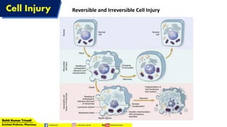 Cell Injury and its causes ppt pdf | PDF