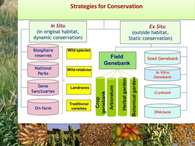 Plant genetic resources their utilization and conservation in crop improvement | PPT