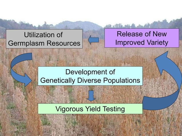 Plant genetic resources their utilization and conservation in crop improvement | PPT