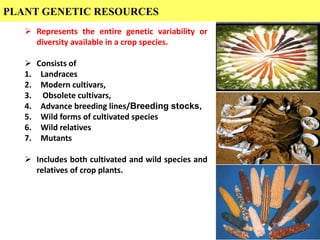 Plant genetic resources their utilization and conservation in crop ...