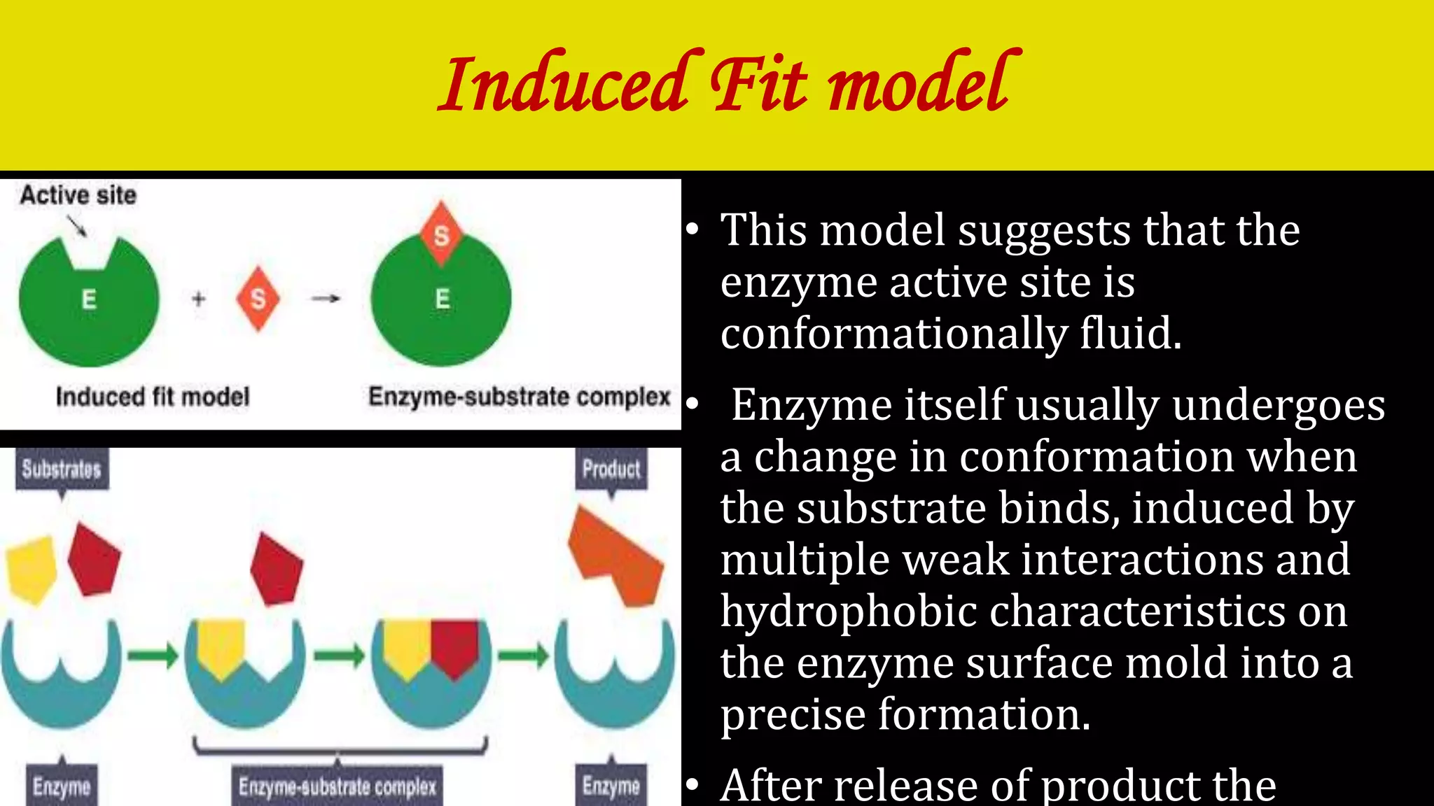 Enzyme mechanism of action & kinetics | PPTX