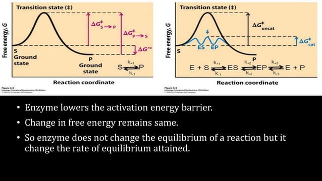 Enzyme mechanism of action & kinetics | PPTX
