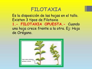 3.2 hoja (wecompress.com) | PPTX