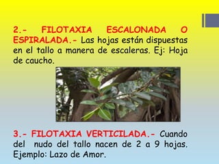 3.2 hoja (wecompress.com) | PPTX