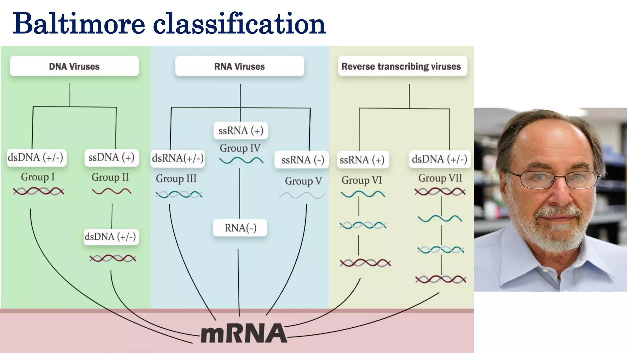 Nomenclature and classification of viruses | PDF