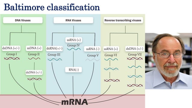 Nomenclature and classification of viruses | PDF