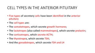 3. the pituitary gland | PPT